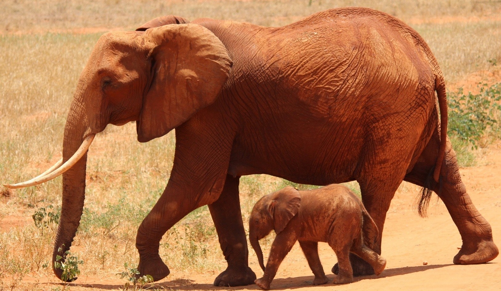 Dünya’nın En Zeki Hayvanları